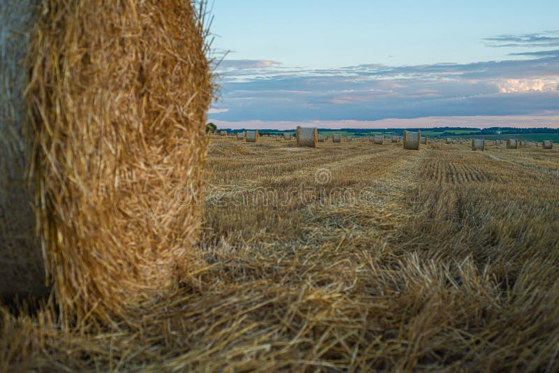 Twisted Straw Stacks after Harvest Stock Image - Image of circle ...