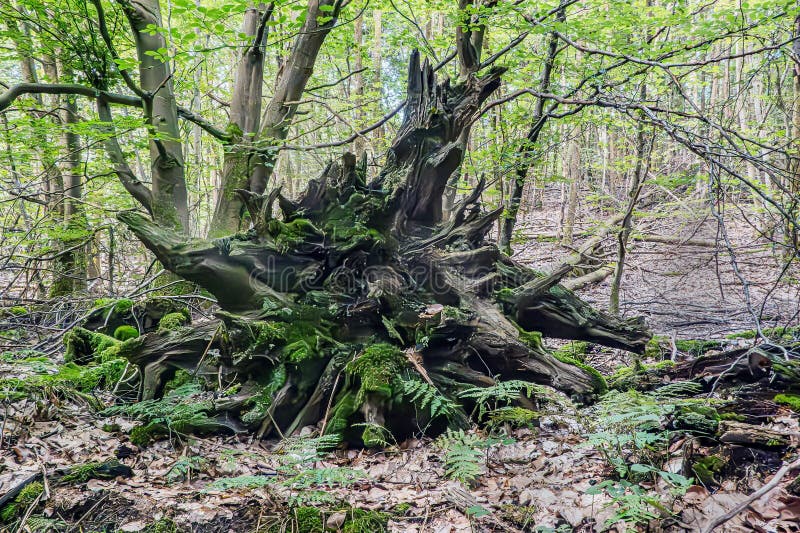 Twisted Root Sculpture in the Rohrberg Nature Forest Stock Image ...