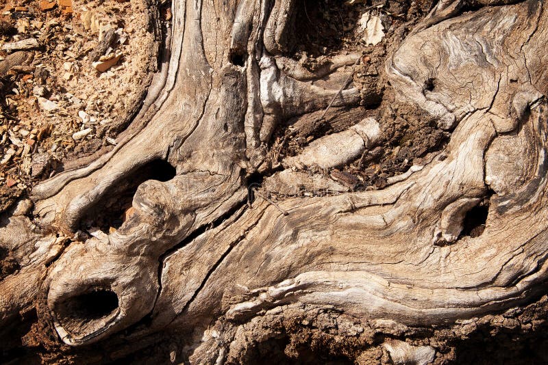 Twisted root of the tree stock photo. Image of river - 91463746