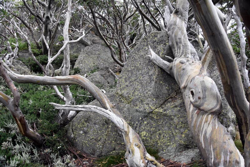 Twisted Roots of a Dead Tree on Rocks Stock Photo - Image of black ...