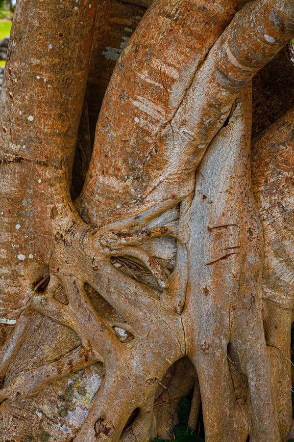 Twisted Roots from a Ficus Tree in Cancun Mexico Stock Image - Image of ...