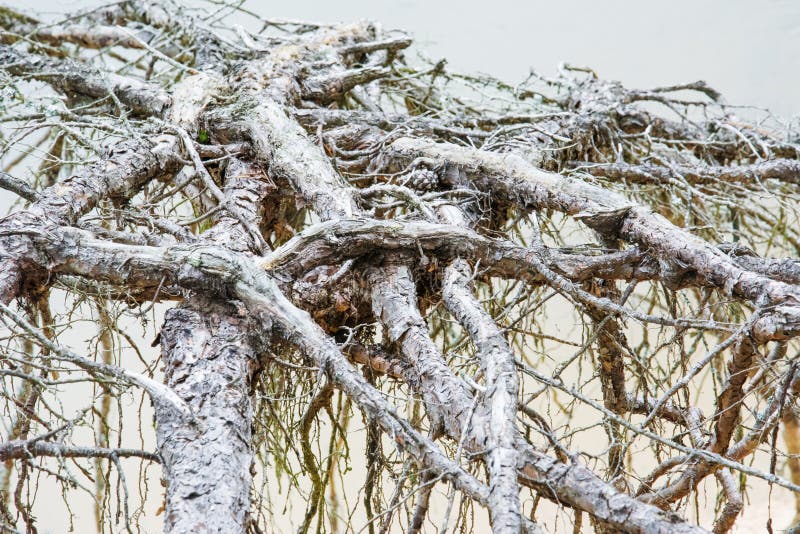 The Twisted Roots of a Old Large Tree that Grows Bigger. the Concept of ...