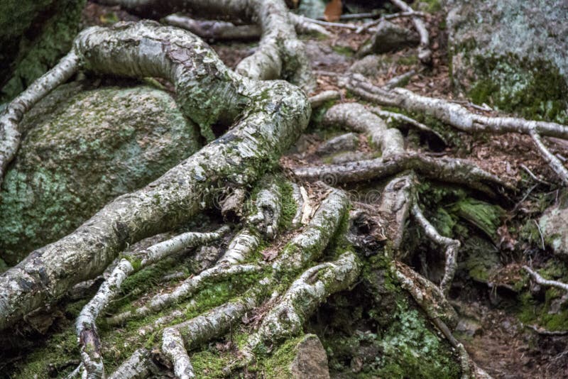 Twisted tree roots stock image. Image of soil, nobody - 23769507