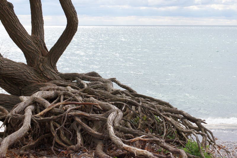 A Tree is Shown in Two Different Stages, One with a Barren, Dry ...