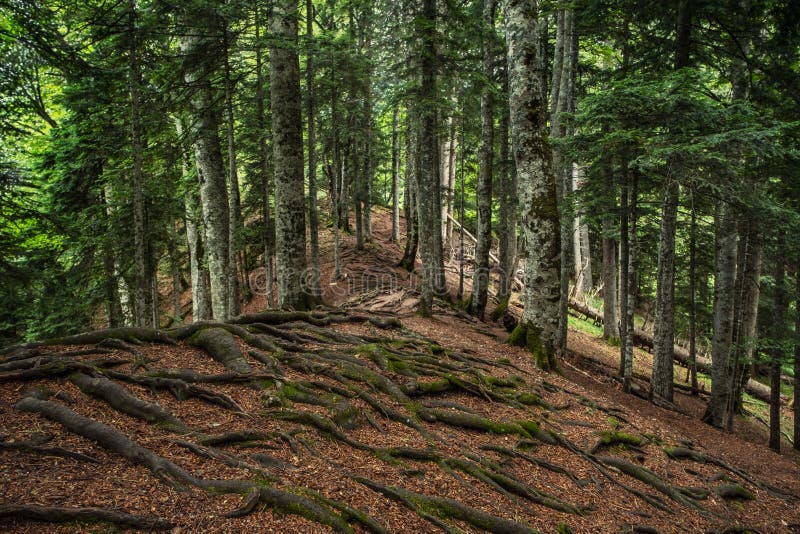 Twisted Roots of Trees in Mountain Forest Stock Image - Image of ...