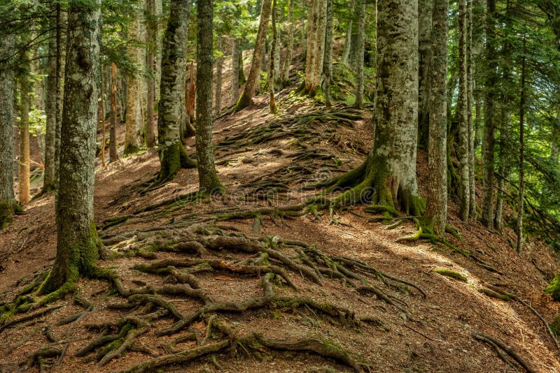Twisted Roots of Trees in Mountain Forest Stock Photo - Image of root ...