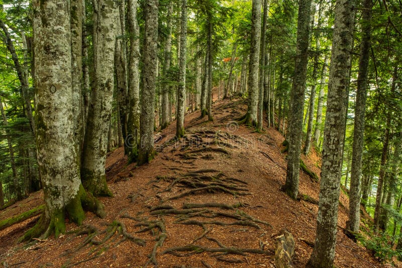 Twisted Roots of Trees in Mountain Forest Stock Photo - Image of ...