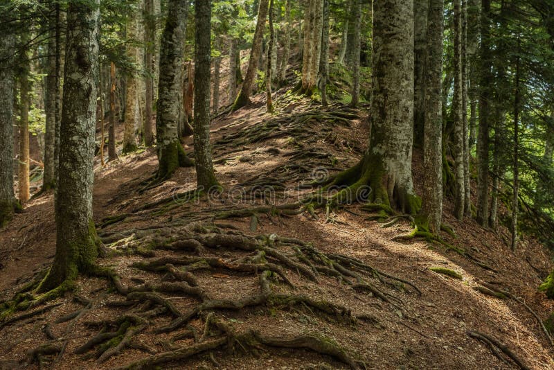 Twisted Roots of Trees in Mountain Forest Stock Image - Image of tree ...