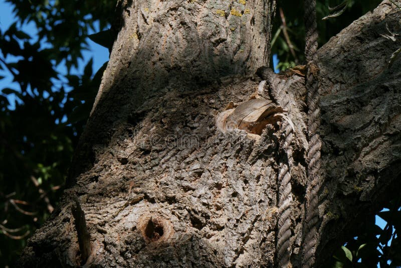 Twisted rope stock photo. Image of woven, coiled, ropes - 253186530