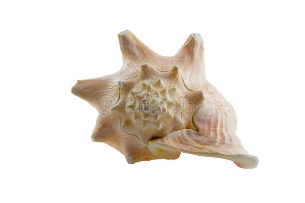 Twisted shell stock image. Image of calcium, curve, decoration - 27336725