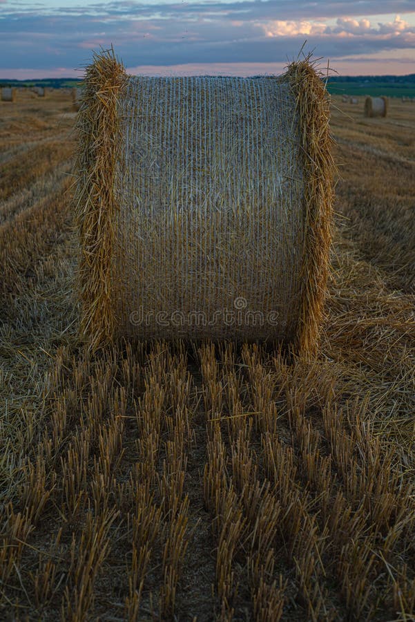 Twisted Straw Rolls at Sunset Stock Photo - Image of harvest, orange ...