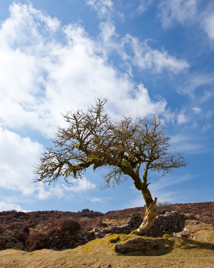 Twisted tree stock image. Image of west, english, british - 21658951