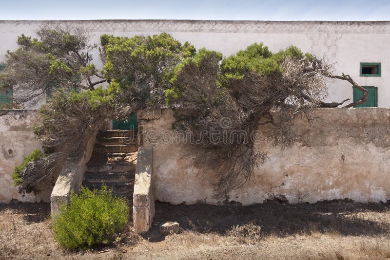 Twisted tree stock image. Image of wall, tree, branches - 23747251