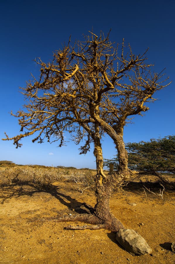 Parched tree in the desert stock photo. Image of outdoors - 3758522