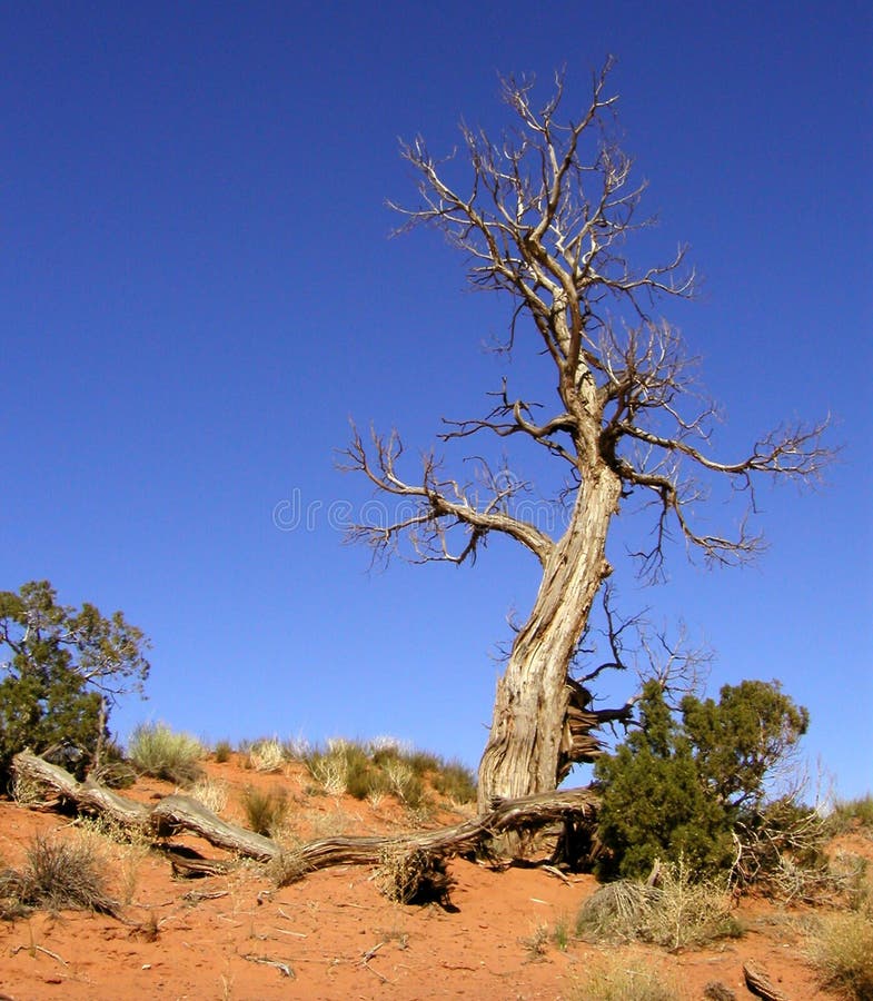 Twisted Tree stock image. Image of blue, twisted, arizona - 92029
