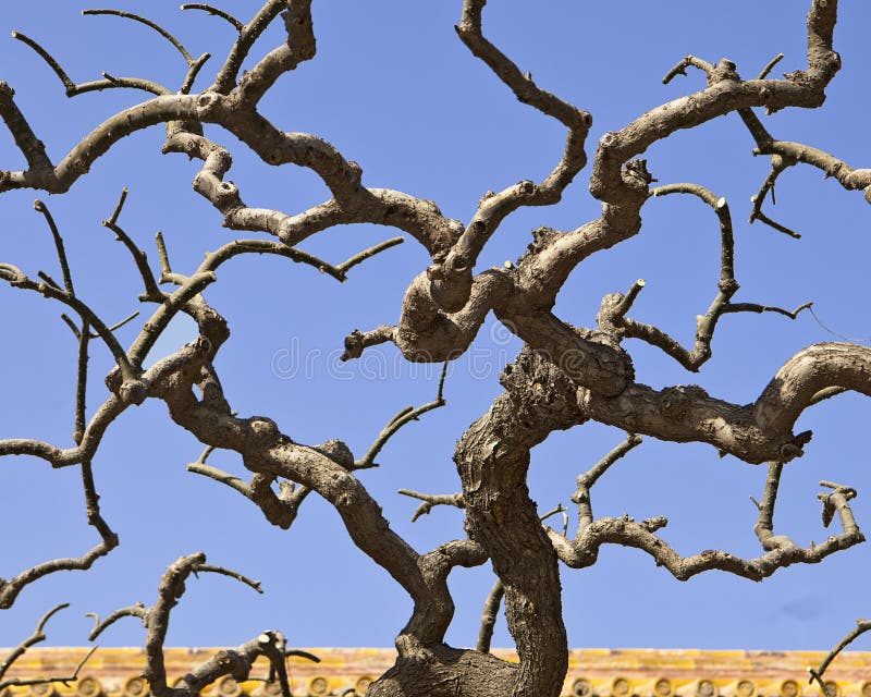 Twisted Tree Branches stock image. Image of pattern, palace - 21608659