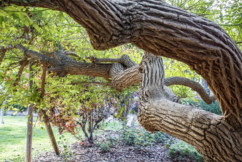 Twisted of a tree stock photo. Image of leaves, spring - 61343450
