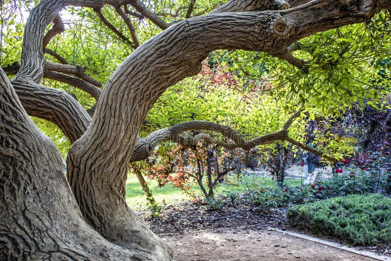 Twisted of a tree stock photo. Image of twisted, protection - 61344782