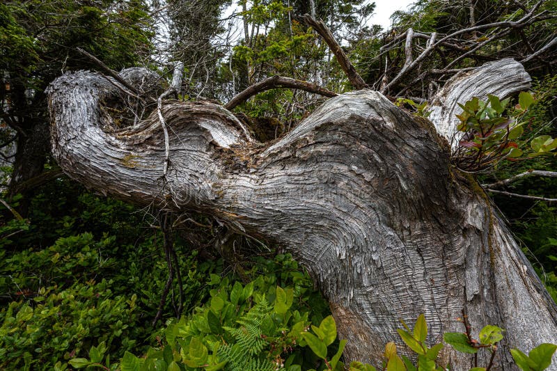 Twisted Tree Branches, Vancouver Island Stock Image - Image of tree ...