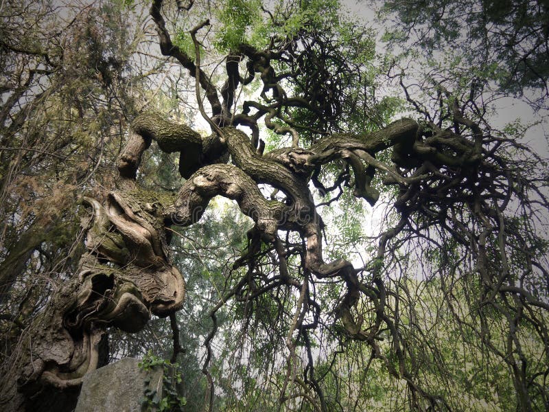 Old Gnarled Tree Stock Images Stock Photo - Image of place, landscape ...