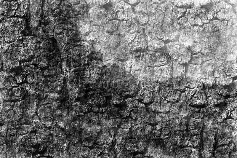 Close-up of Textured Twisted Tree Bark in Black and White. Stock ...