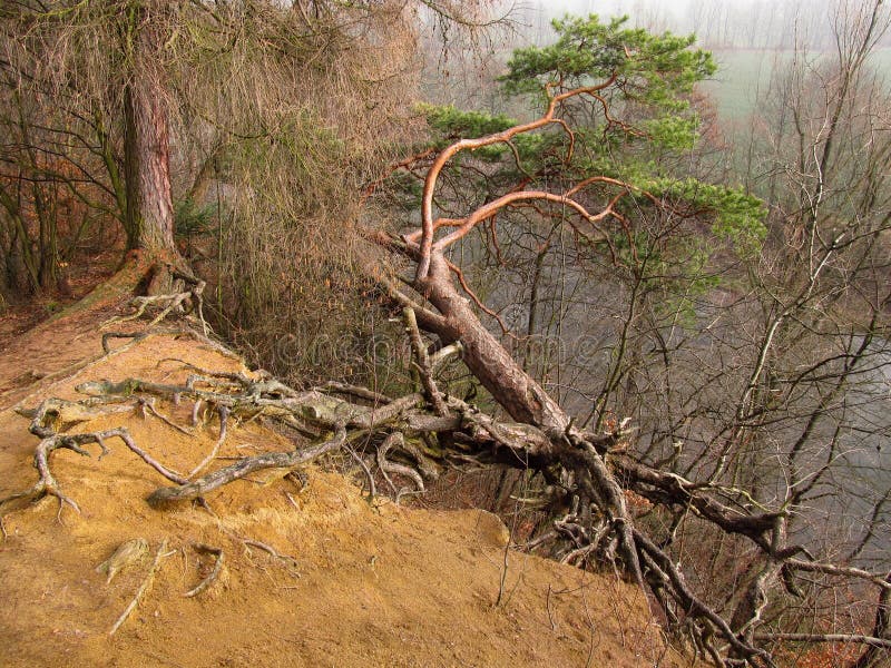 7,694 Crooked Tree Stock Photos - Free & Royalty-Free Stock Photos from ...