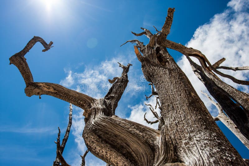 Twisted Tree stock photo. Image of bryce, tree, national - 43379744