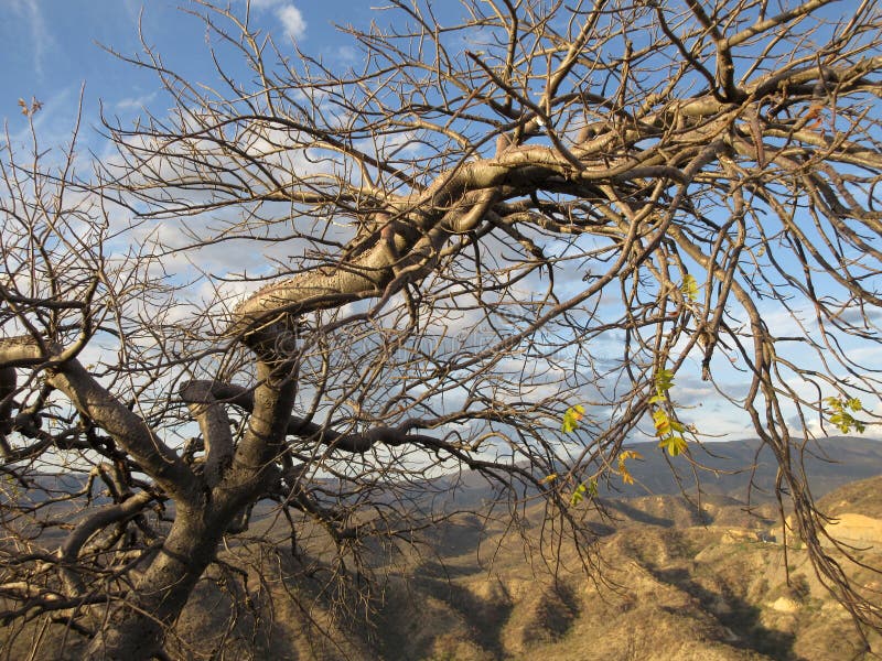 Twisted Tree in Guerrero Mexico Stock Image - Image of twisted ...