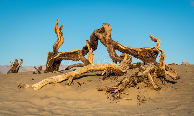 Twisted Wood stock photo. Image of flat, california - 106381724