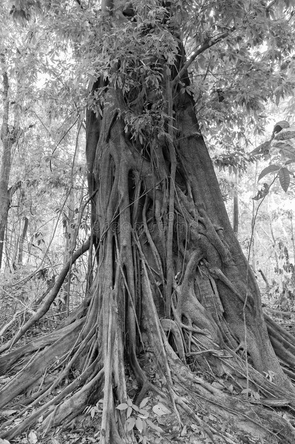 Twisted Tree. One Twisted Tree. Twisted Tree in Forest Stock Image ...