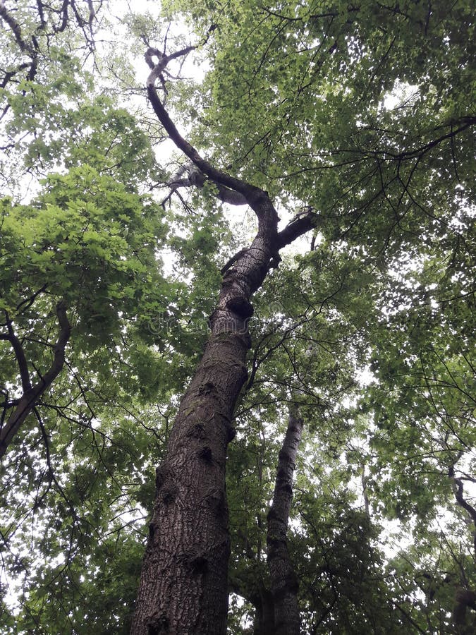 Twisted tree stock photo. Image of tree, original, trees - 183892470