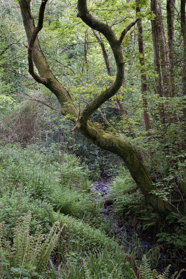 Twisted Tree Over Small River Stock Image - Image of small, river ...