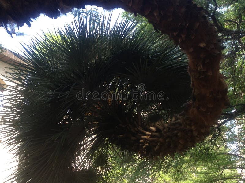 Twisted tree stock photo. Image of twisted, wood, greenery - 92071902