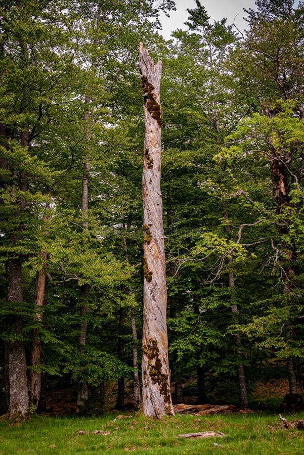 Twisted Tree Pillar in the Forest Stock Photo - Image of branch, forest ...