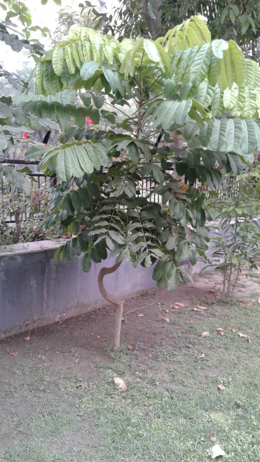 Twisted tree stock photo. Image of twisted, outdoor - 111367896