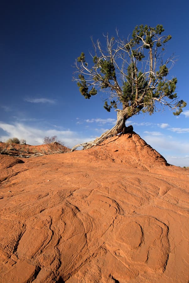 Twisted Tree, Red Sandstone Stock Image - Image of blue, spring: 757605