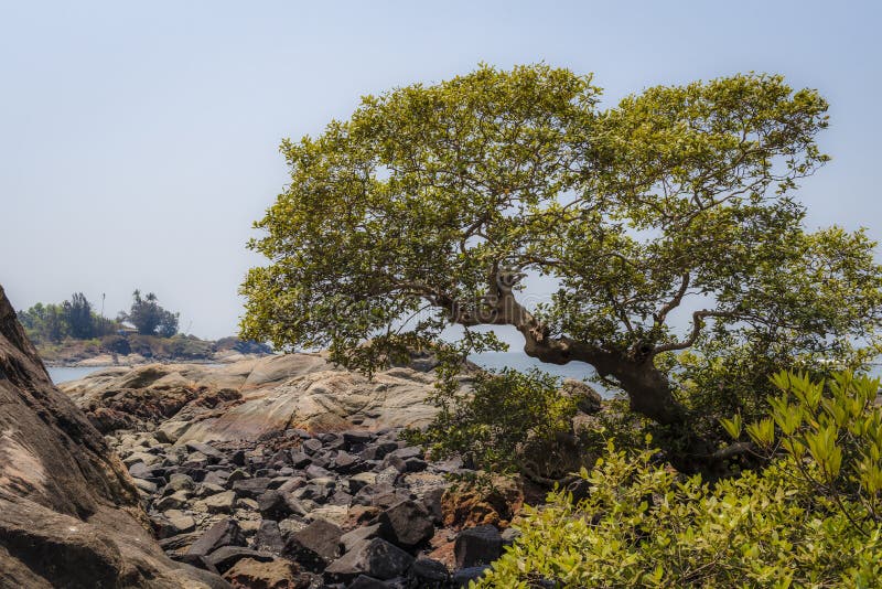 Twisted Tree on the Rocky Shore of the Indian Ocean Stock Image - Image ...