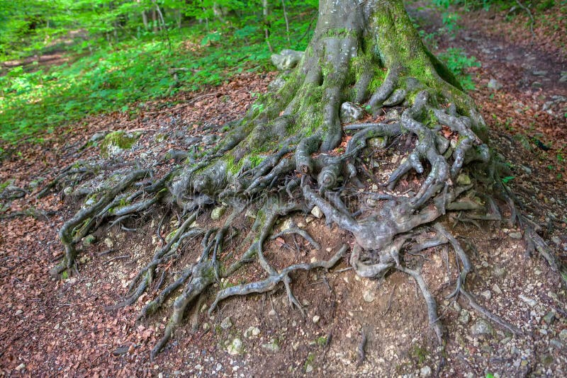 Twisted tree roots stock photo. Image of background - 155415624