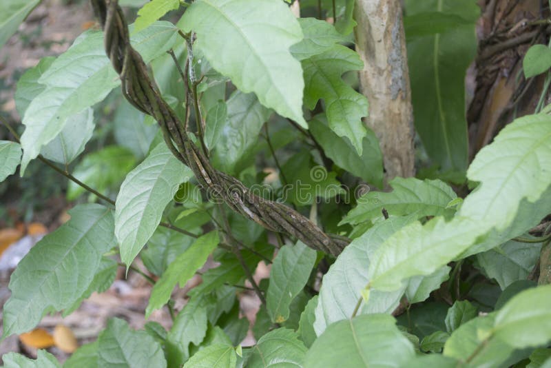 Twisted Tree Roots Emerging from among the Green Leaves Stock Photo ...