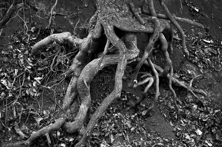 3,326 Black White Tree Roots Stocks Stock Photos - Free & Royalty-Free ...