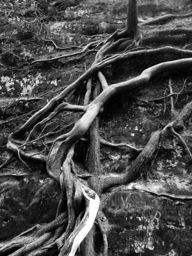Twisted Tree Roots in the Forest with Stone and Rock Wall. Stock Photo ...