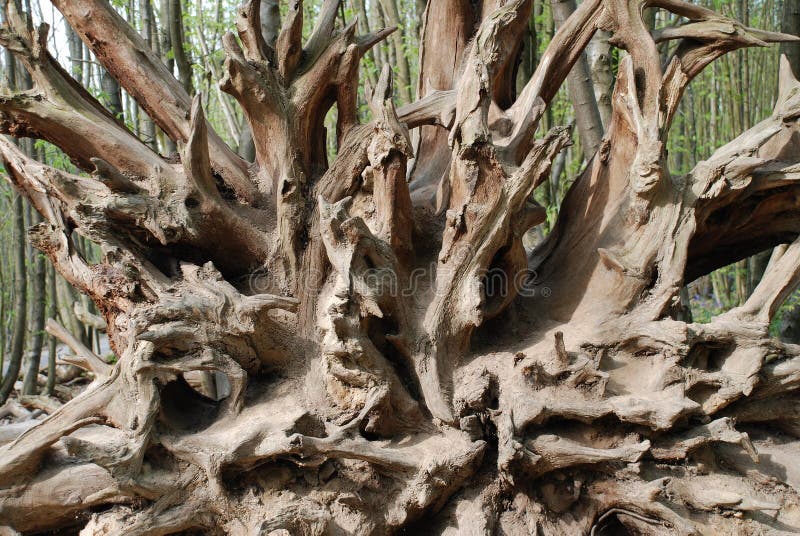 Twisted tree roots, Kent stock photo. Image of pinetum - 209910444