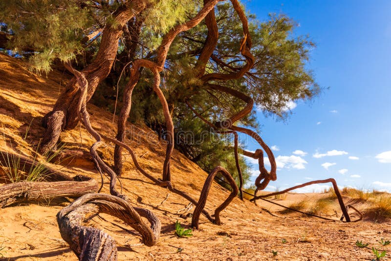 Twisted Tree Roots Reaching Out from Sand Dune Stock Photo - Image of ...