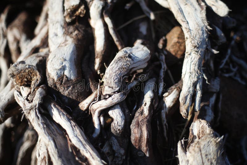 Twisted Tree Roots on the Surface Close Up Stock Photo - Image of ...