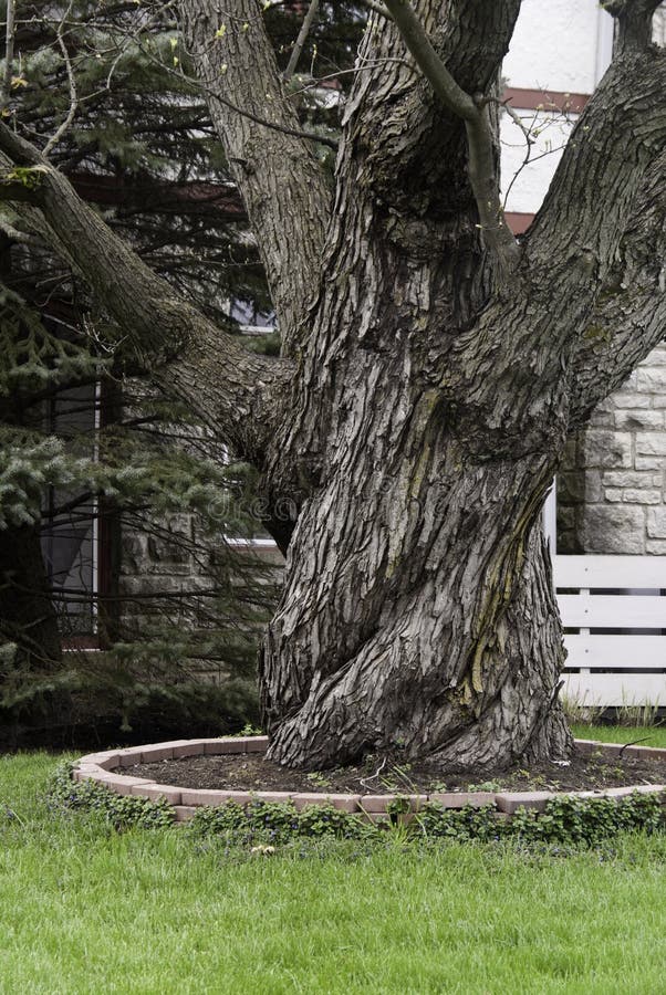 Twisted Tree Trunk stock image. Image of branches, slates - 28450835