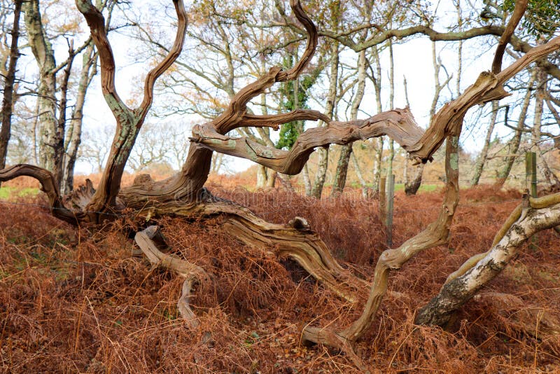 Twisted Tree Trunk in Autumn Stock Image - Image of front, trunk: 105402819