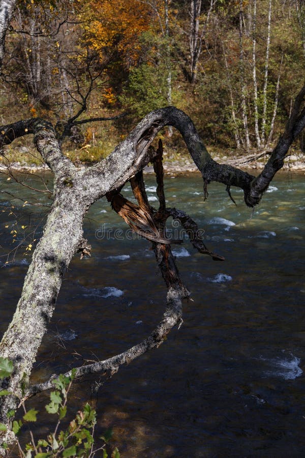 Twisted Damaged Tree Trunk Over Mountain River Stock Photo - Image of ...
