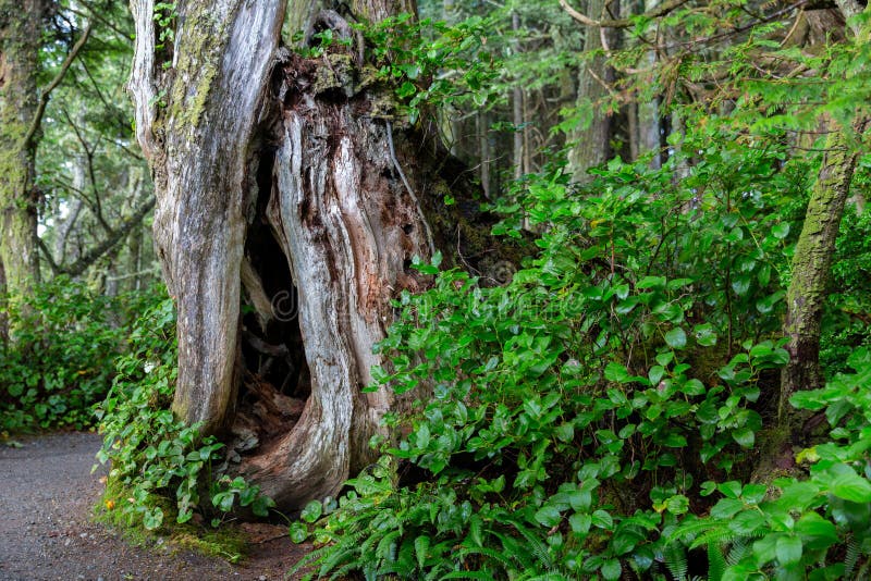 Twisted Tree Trunk in a Magnificent Forest Stock Image - Image of ...