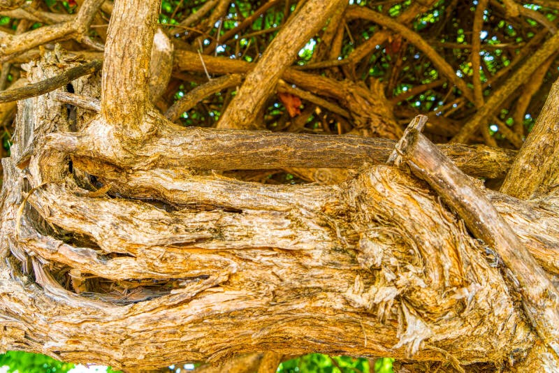 Twisted Tree Trunk with Marks of Strangulation Stock Photo - Image of ...