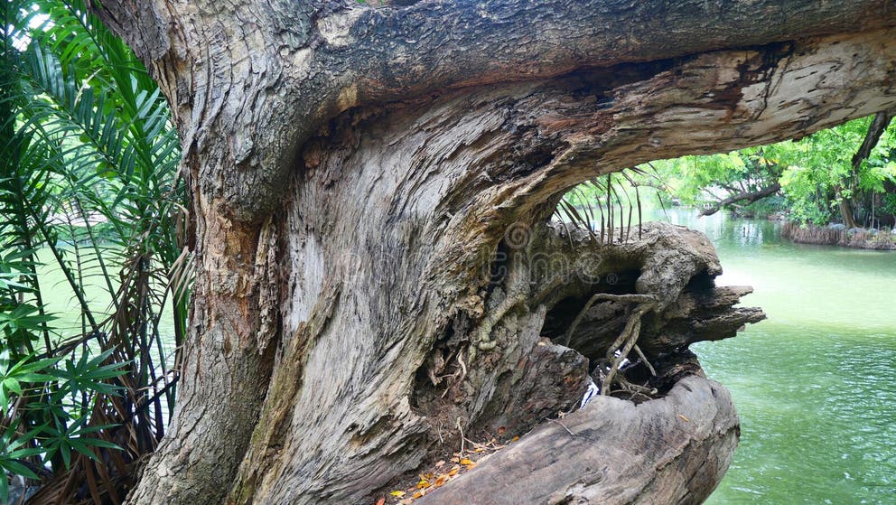 Twisted Tree Trunk and Roots, Ancient Tree at a Riverside Stock Photo ...